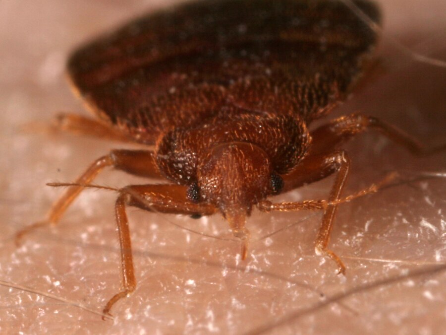 How bed bugs offer clues about the process of evolution - ABC listen