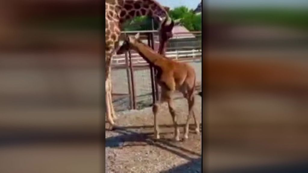 Tennessee zoo welcomes birth of rare spotless giraffe - ABC News