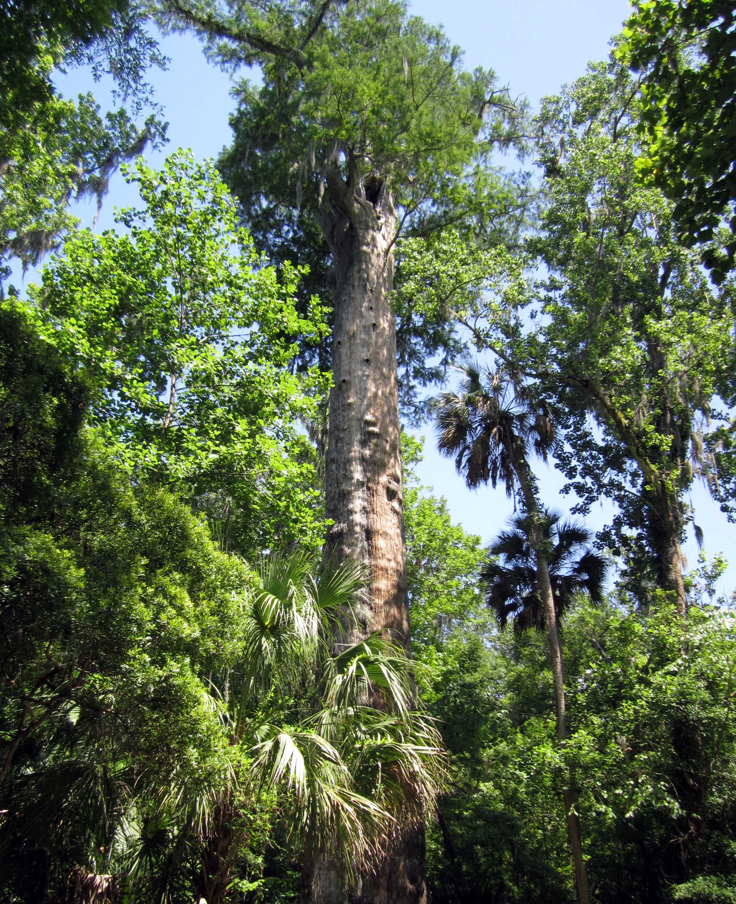 Ancient Tree Archive: Environmentalists scale 2,000 year-old, nine ...