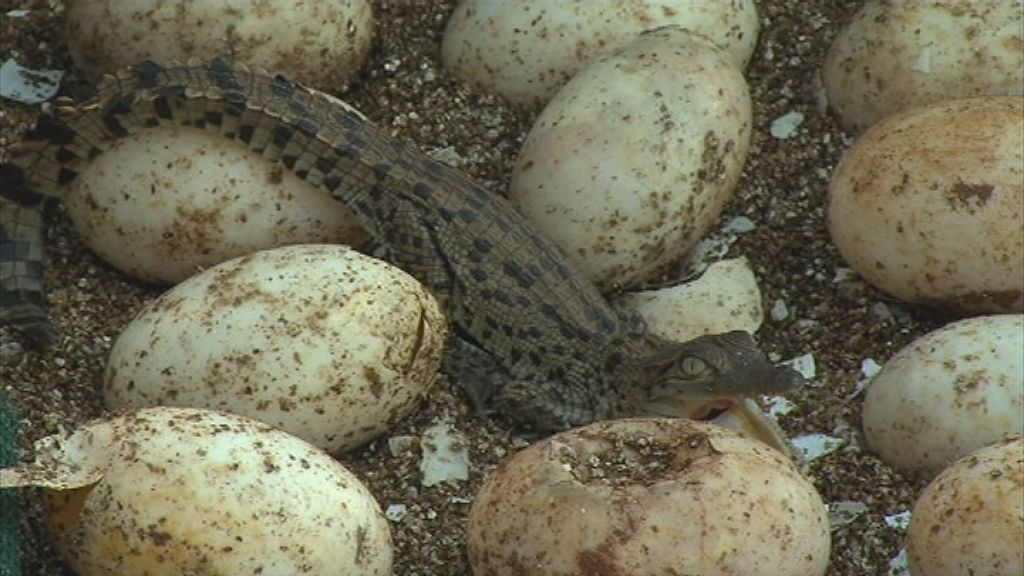 Baby crocs break free from eggs - ABC News