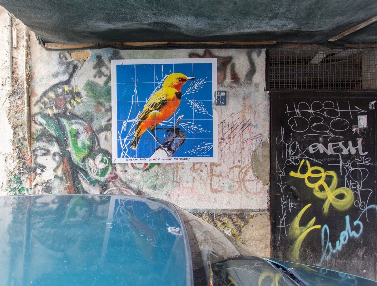 Northern Territory's endangered yellow chat flying high again - ABC News