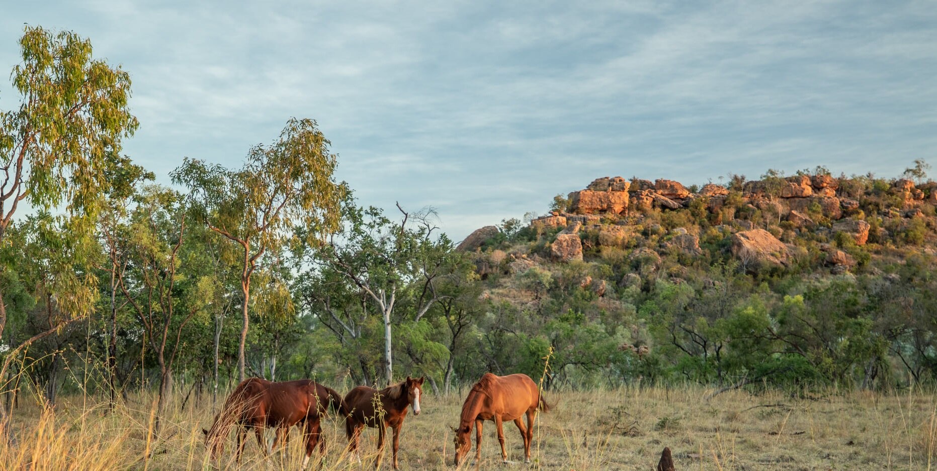 Robinson River likely to reach 100 per cent vaccination rate amid NT ...