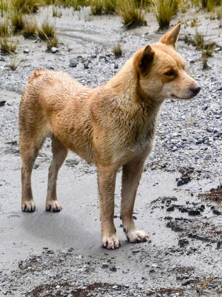 New Guinea singing dogs hit a new note in conservation efforts - ABC ...