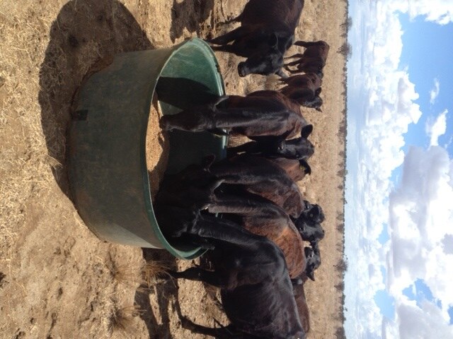 Demand for livestock feed outstrips supply - ABC News