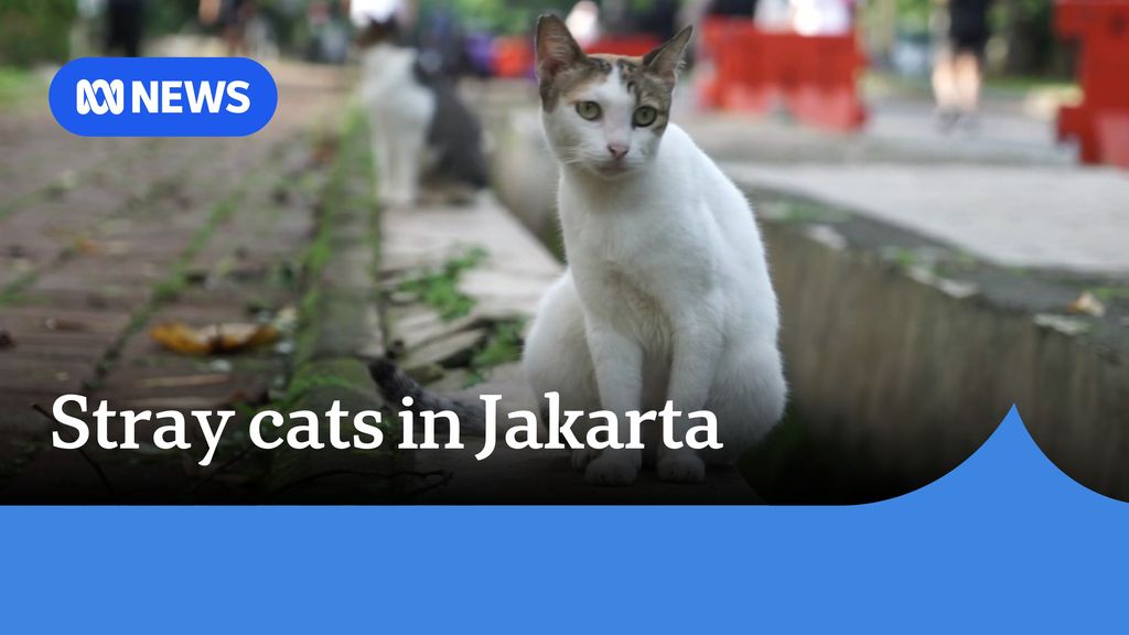 Controversial efforts to reduce the number of stray cats in Jakarta ...