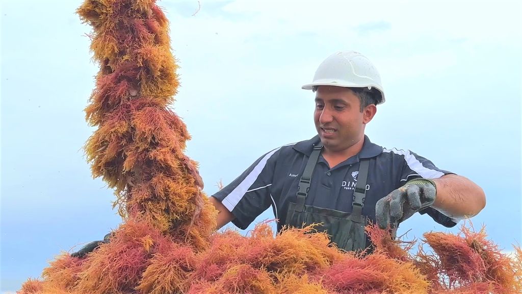Super sea crop cleans up water and delivers fertiliser, chicken feed ...