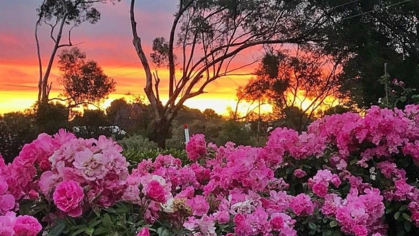 Celebrate beauty of SA roses and win with Talkback Gardening! - ABC ...