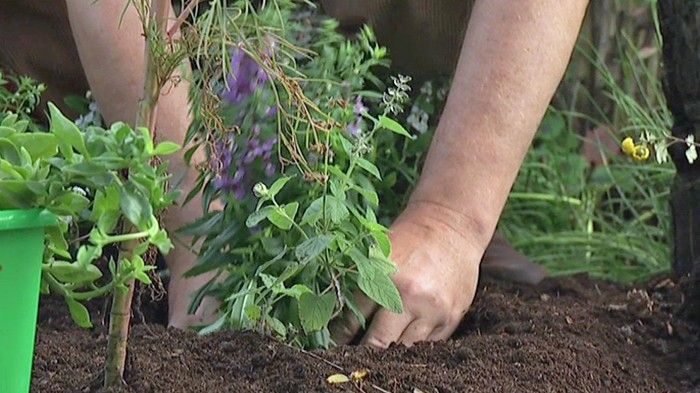 Weaving the Garden - Gardening Australia