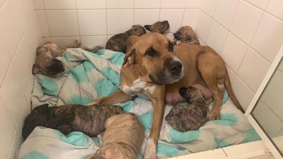 Camp dogs and Darwin specials are a Northern Territory trend - ABC News