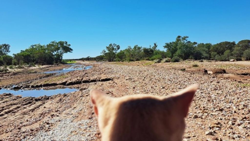 Kylee 'Gidgee' Smith: Sharing local stories - ABC News