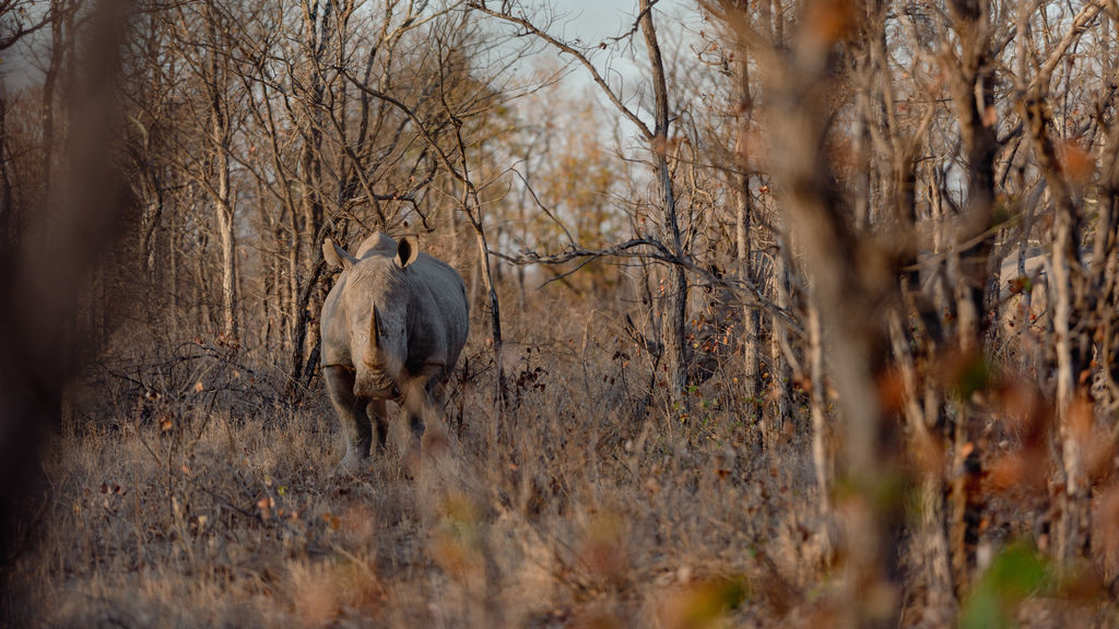 Archive - Foreign Correspondent - ABC News