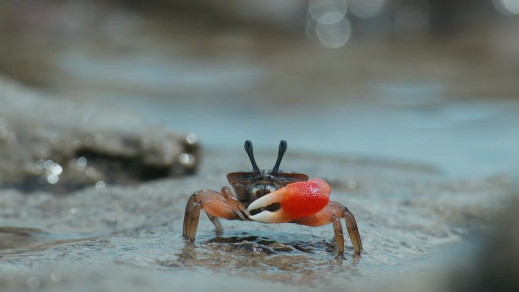 Greg Williams filmed mangrove creatures to inspire the artwork - ABC News
