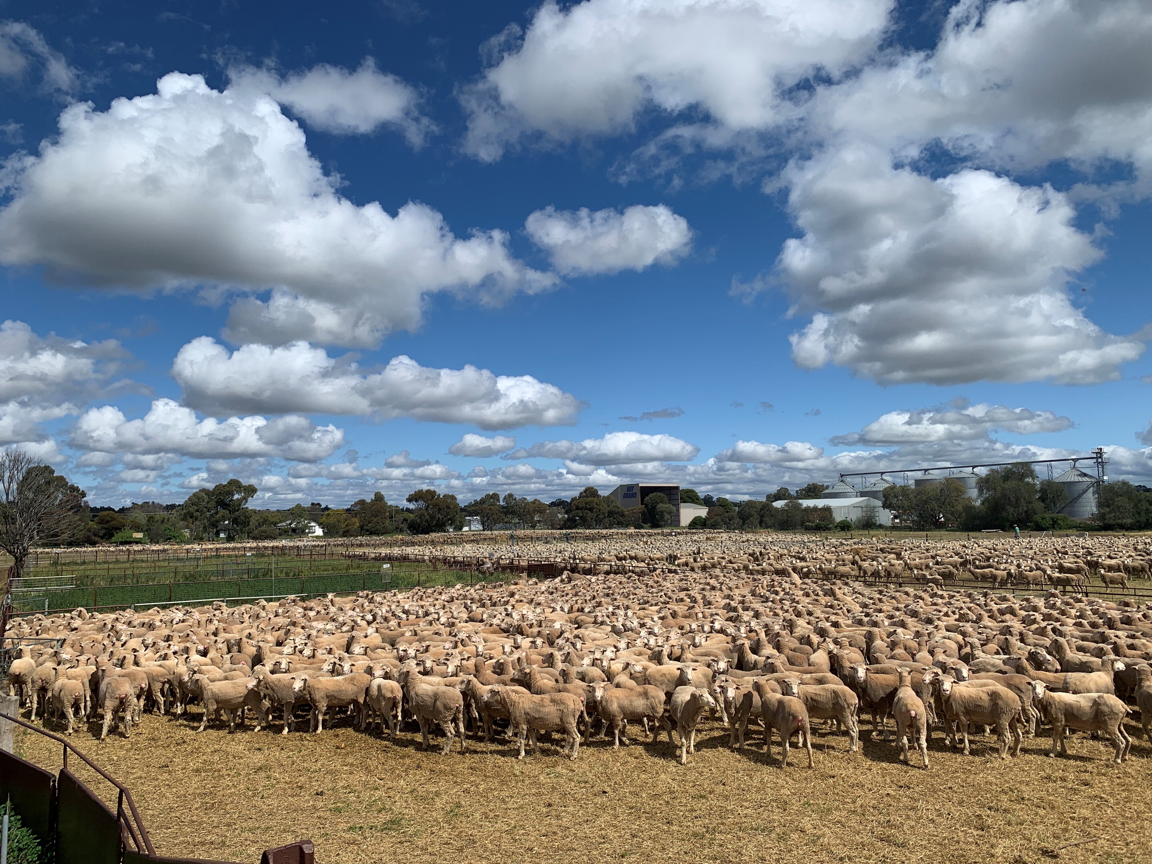 Close to 15,000 sheep filled the town of Hay to avoid wet weather ahead ...