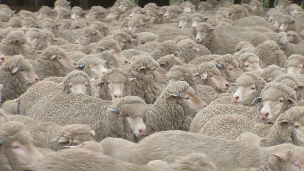 Past and Future: market pressure for wool growers to phase out mulesing ...