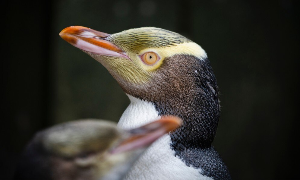 Dunia Hari Ini: Ledakan Massal 3.000 Penyeranta Hizbullah Tewaskan ...
