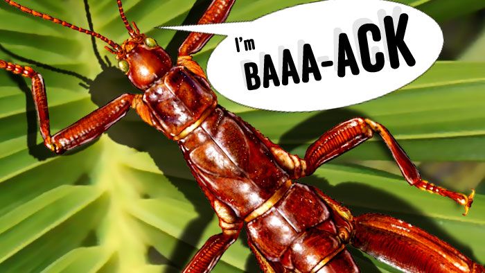 Phasmid Find - Behind The News