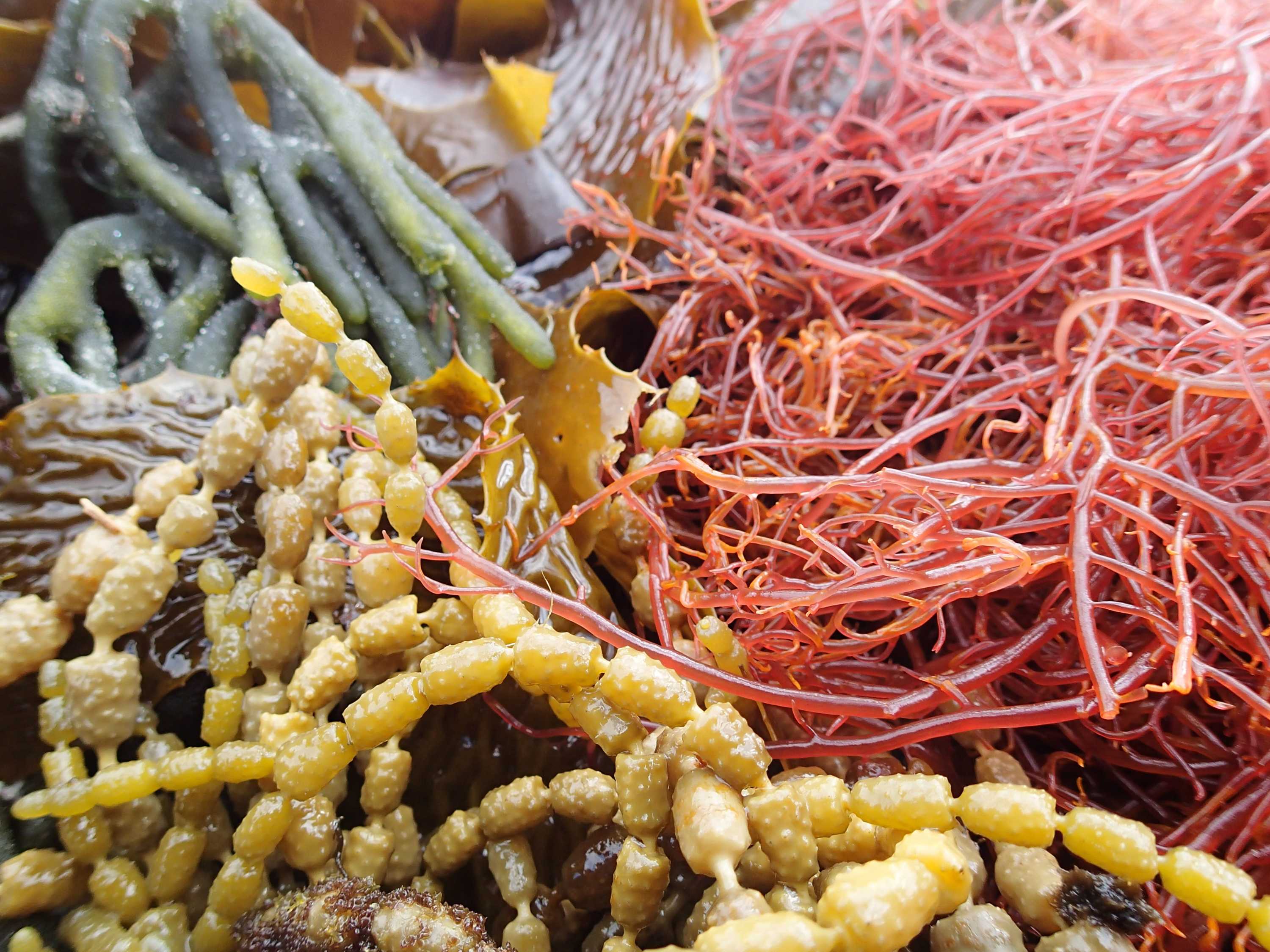 Seaweed extracts used to help reproduce human bone, repair tissue - ABC ...
