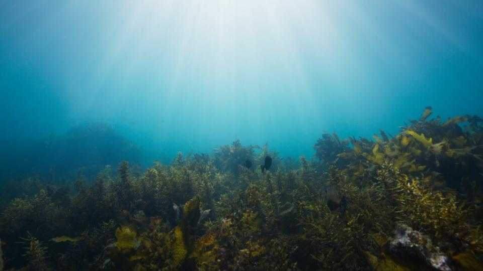 Deep Dive Into Australia's Ocean Odyssey: Importance of preserving and ...