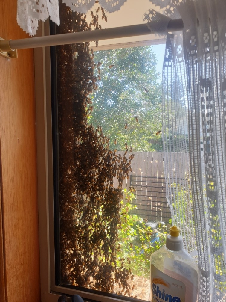 Spring is 'bee beard' season, but experts say the swarms are harmless ...