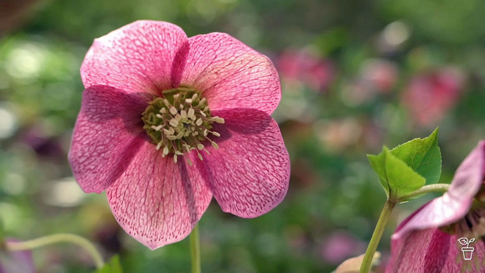Plant Profile | Hellebores - Gardening Australia