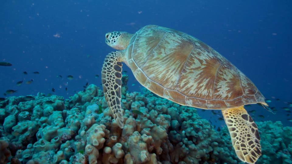 BTN: How climate change can affect turtle population - ABC Education