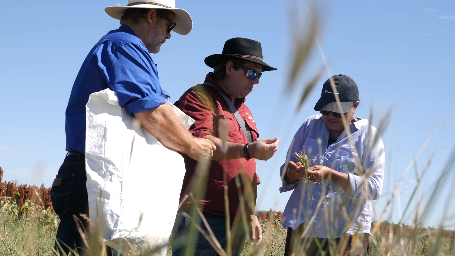 Native grains harvest brings together culture, food and regenerative ...
