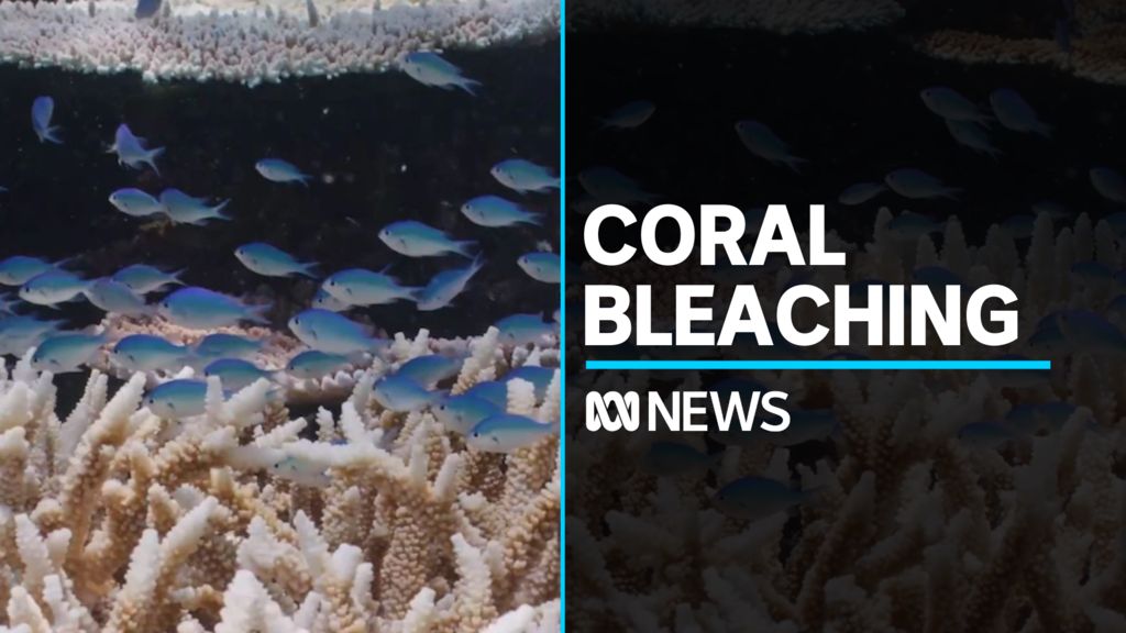 Great Barrier Reef - Topic - ABC News