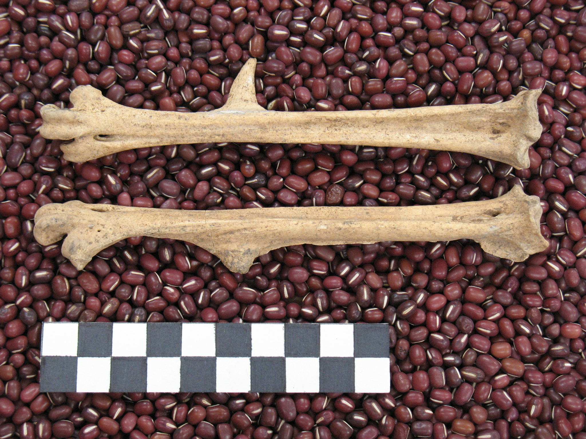 Turkey bones could hold key to disappearance of ancient Puebloan ...