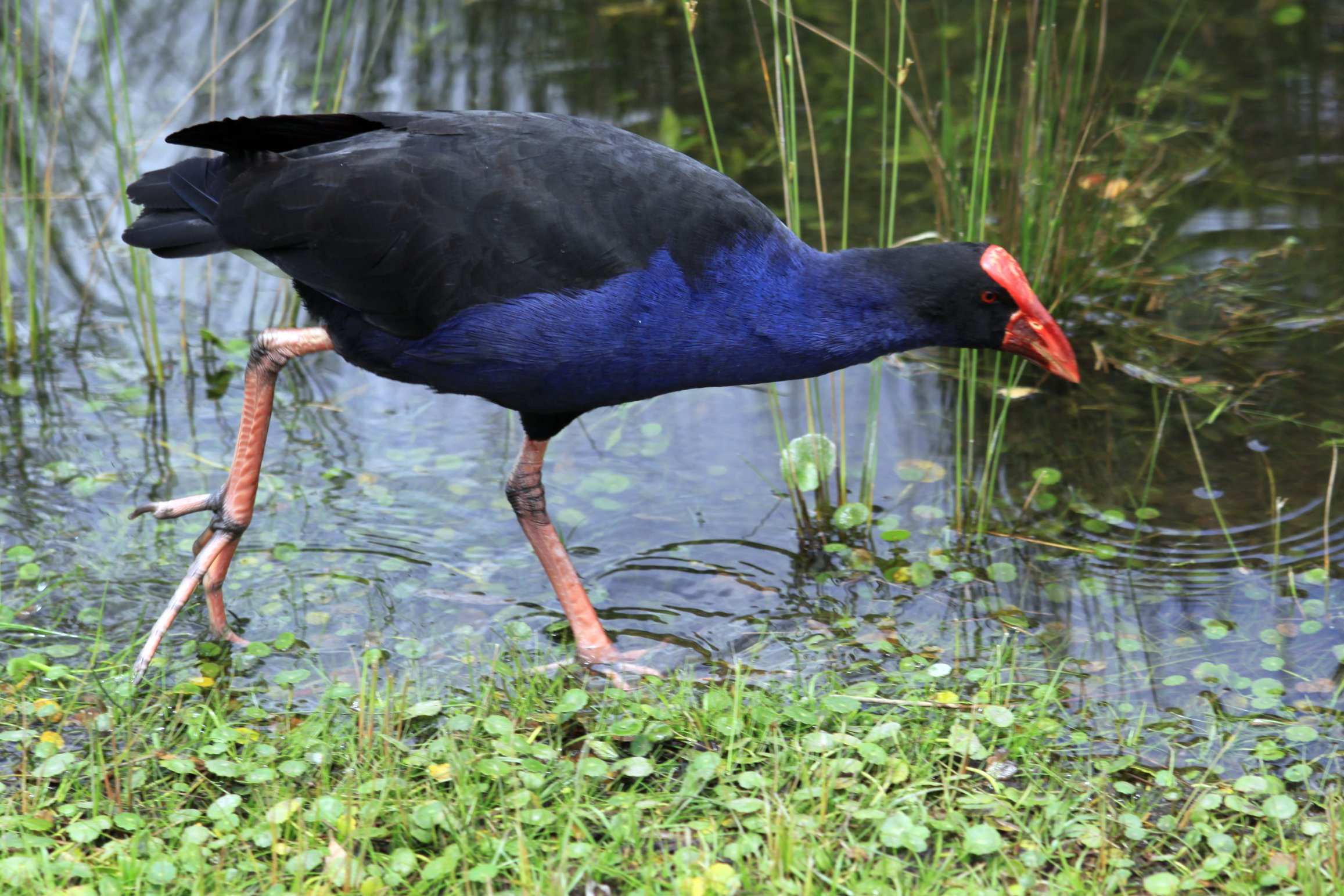 Endangered takahe birds accidentally killed by 'experienced' marksmen ...