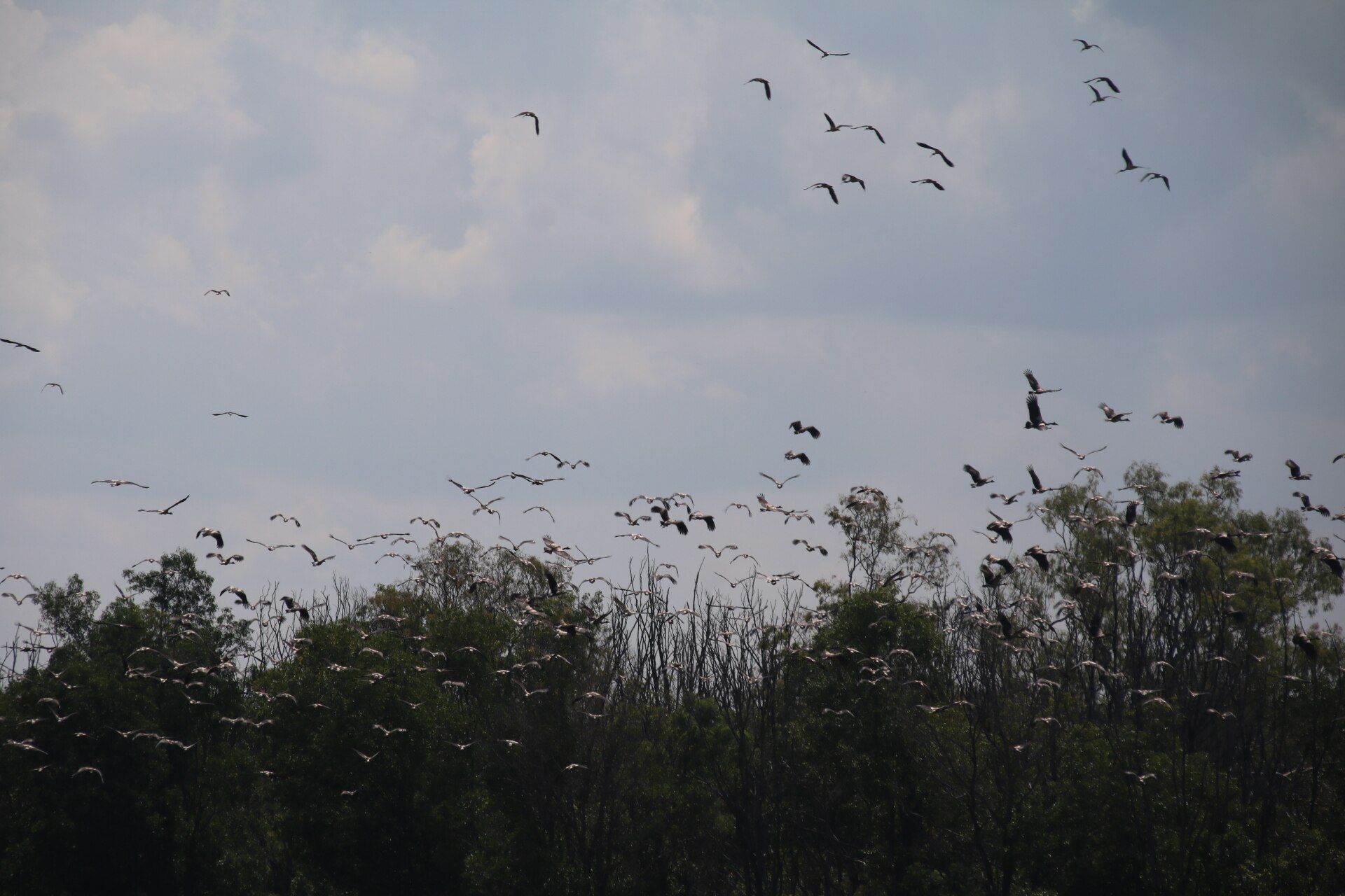 Thousands of magpie geese decimate hay crops in Douglas Daly despite ...
