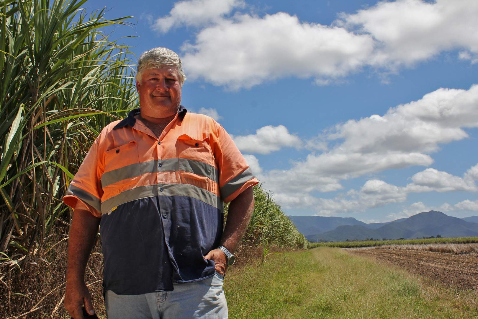 Ingham sugar cane growers try growing rice to improve soil health - ABC ...