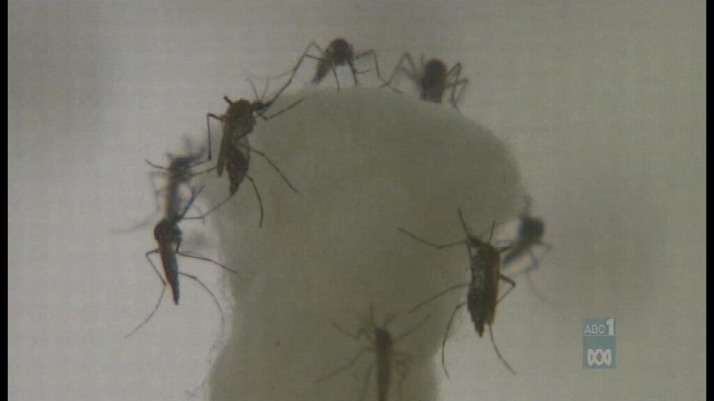 Scientists begin dengue control program - ABC News