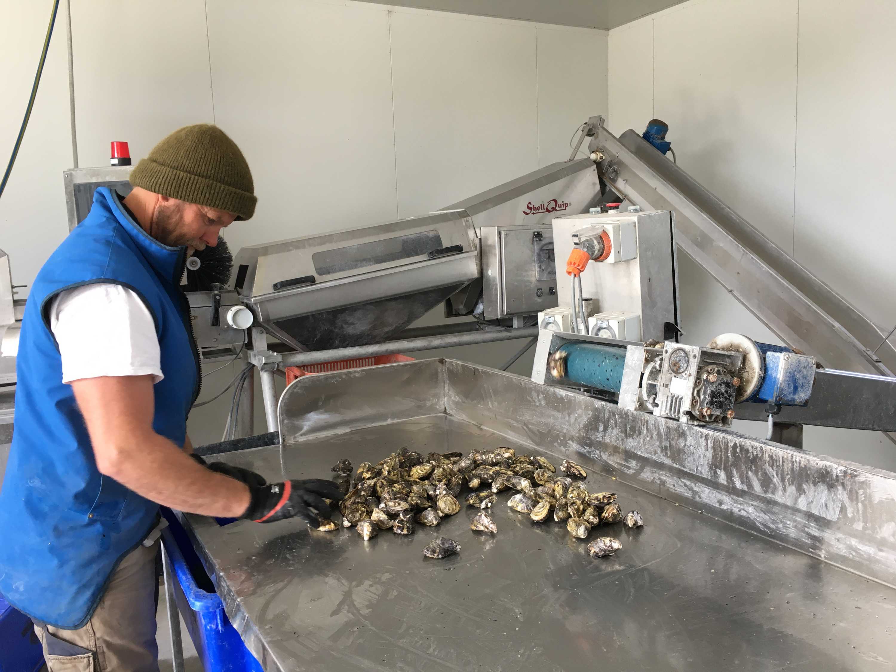 South Australian oyster growers bridge gap left by outbreak with new ...