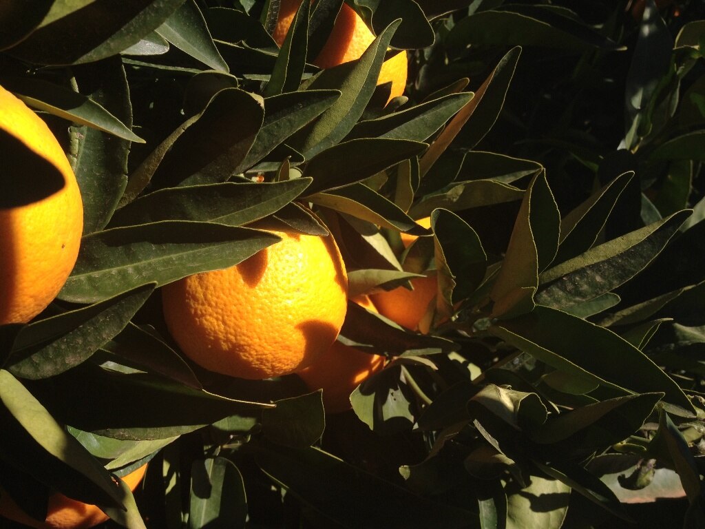 Australian citrus sends help to South Africa - ABC News