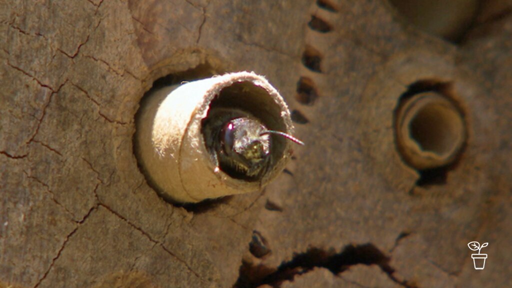 My Garden Path | Dr Kit Prendergast - Gardening Australia