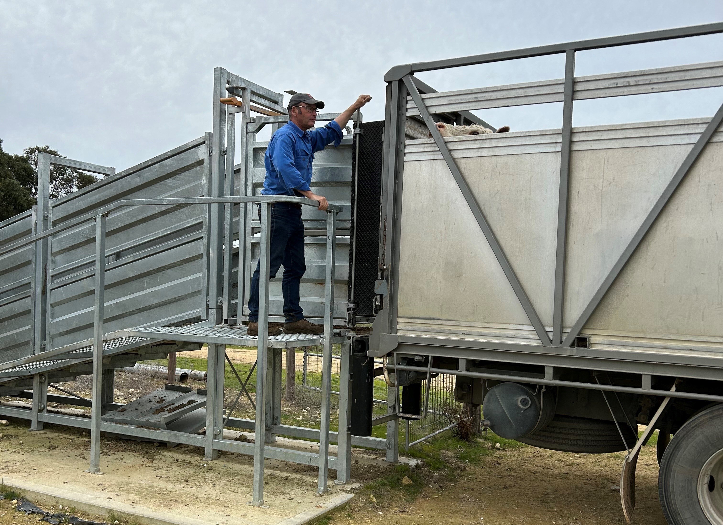 Crap Loading Ramps of Australia page highlights dangers for livestock ...