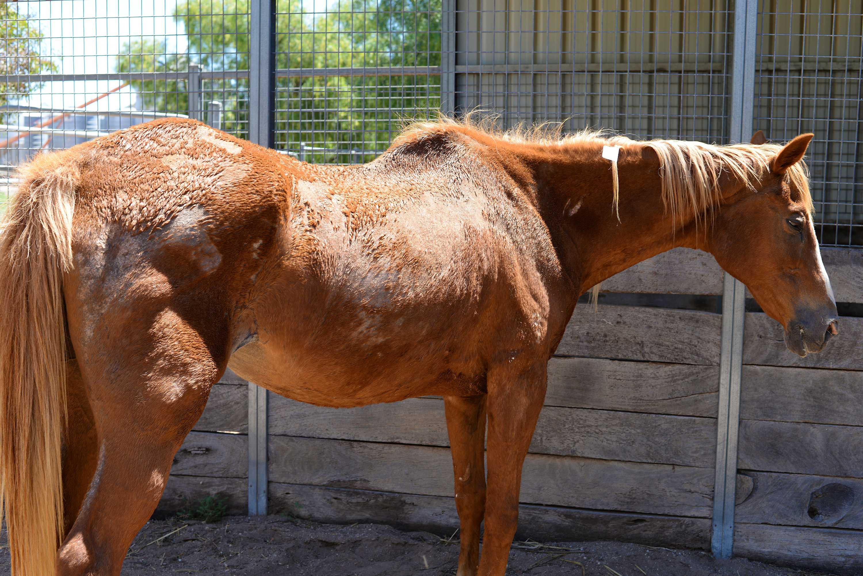 Badly neglected horses taken into care as RSPCA SA hit with ...