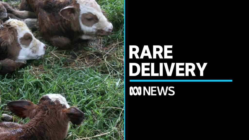 Evita the cow gives birth to healthy triplets in Western Australia ...