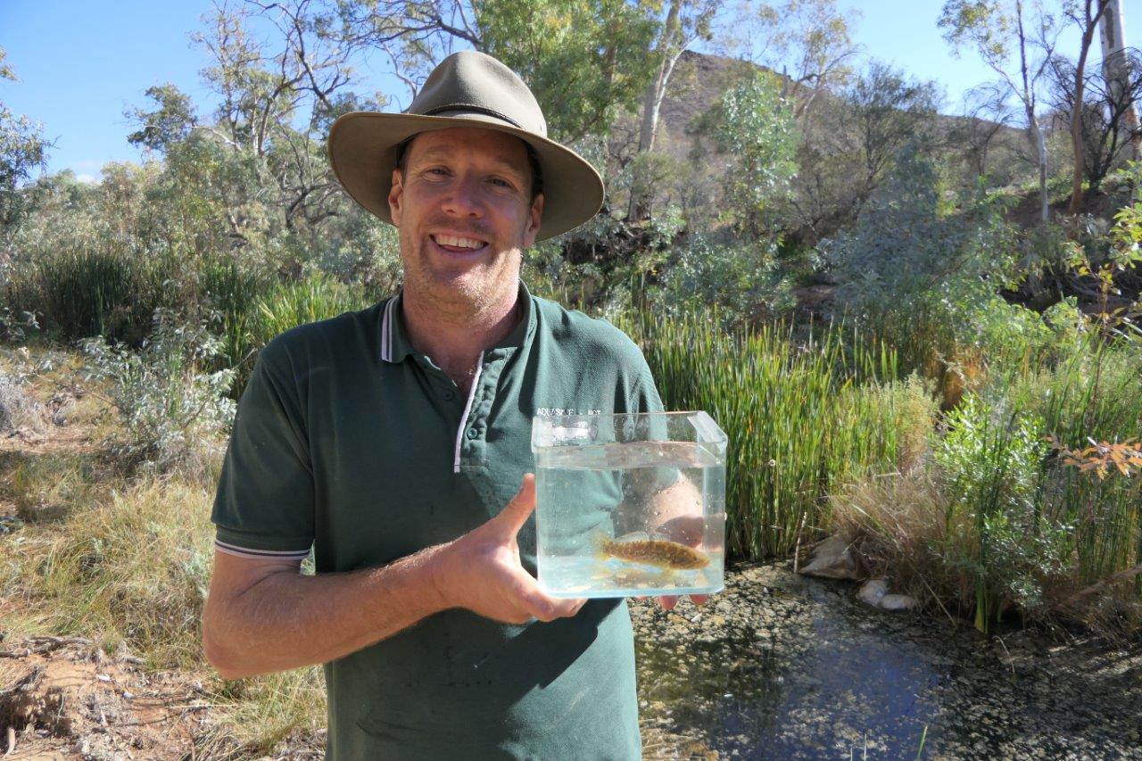 Fish in outback SA's Witjira-Dalhousie Springs added to threatened ...