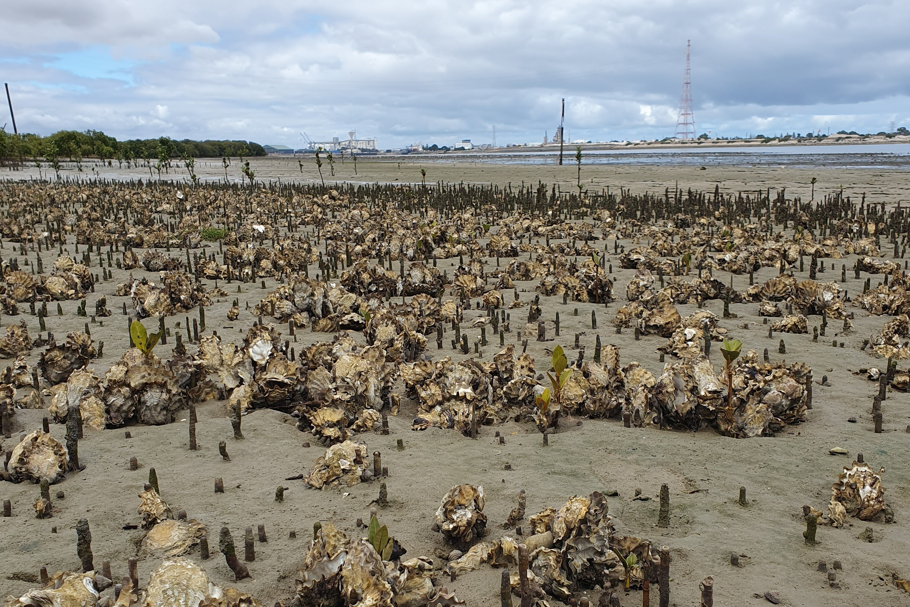 Hercules whelk discovered in Adelaide's Port River as razorfish beds ...