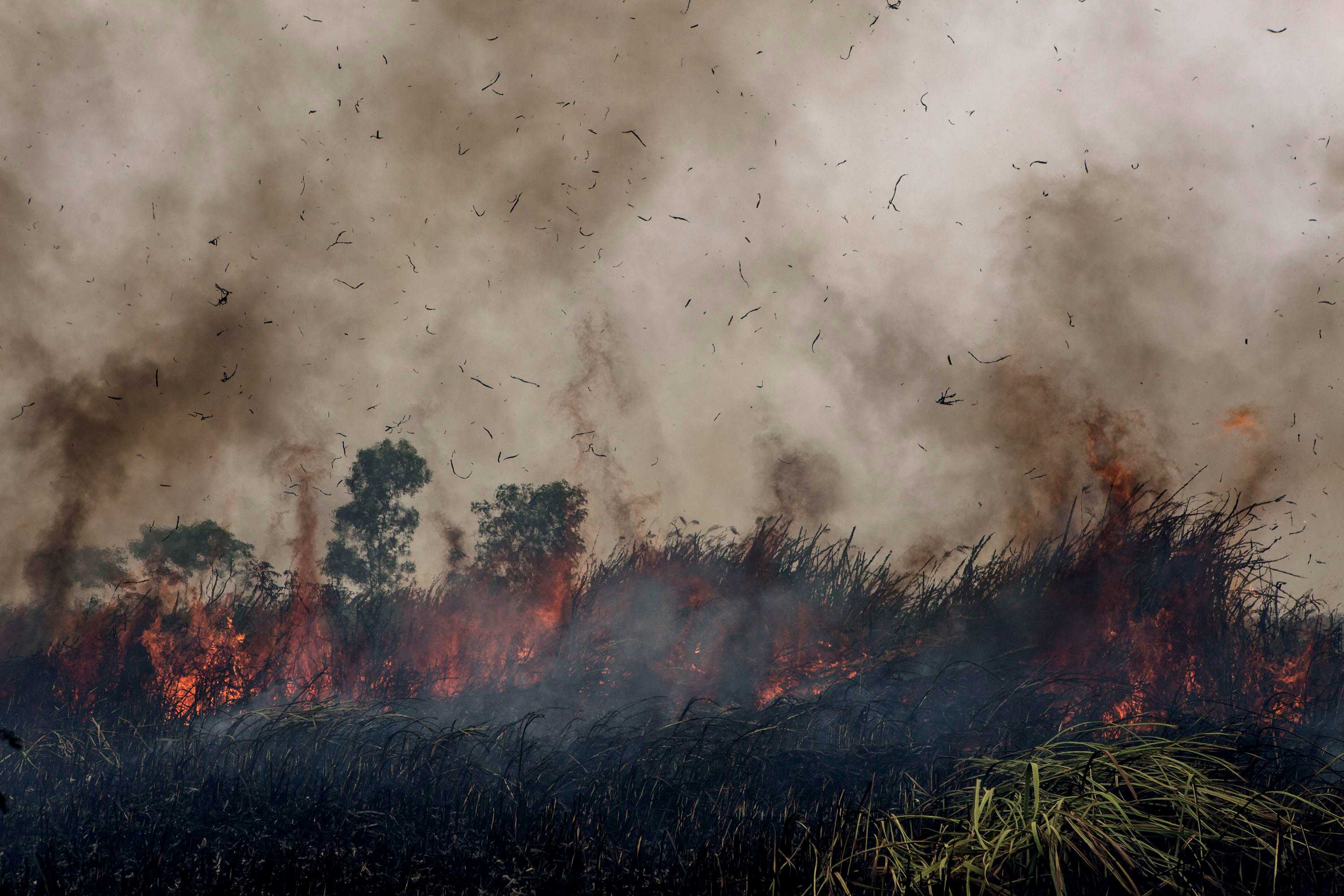 The catastrophe of Indonesia's forest fires - ABC Radio National