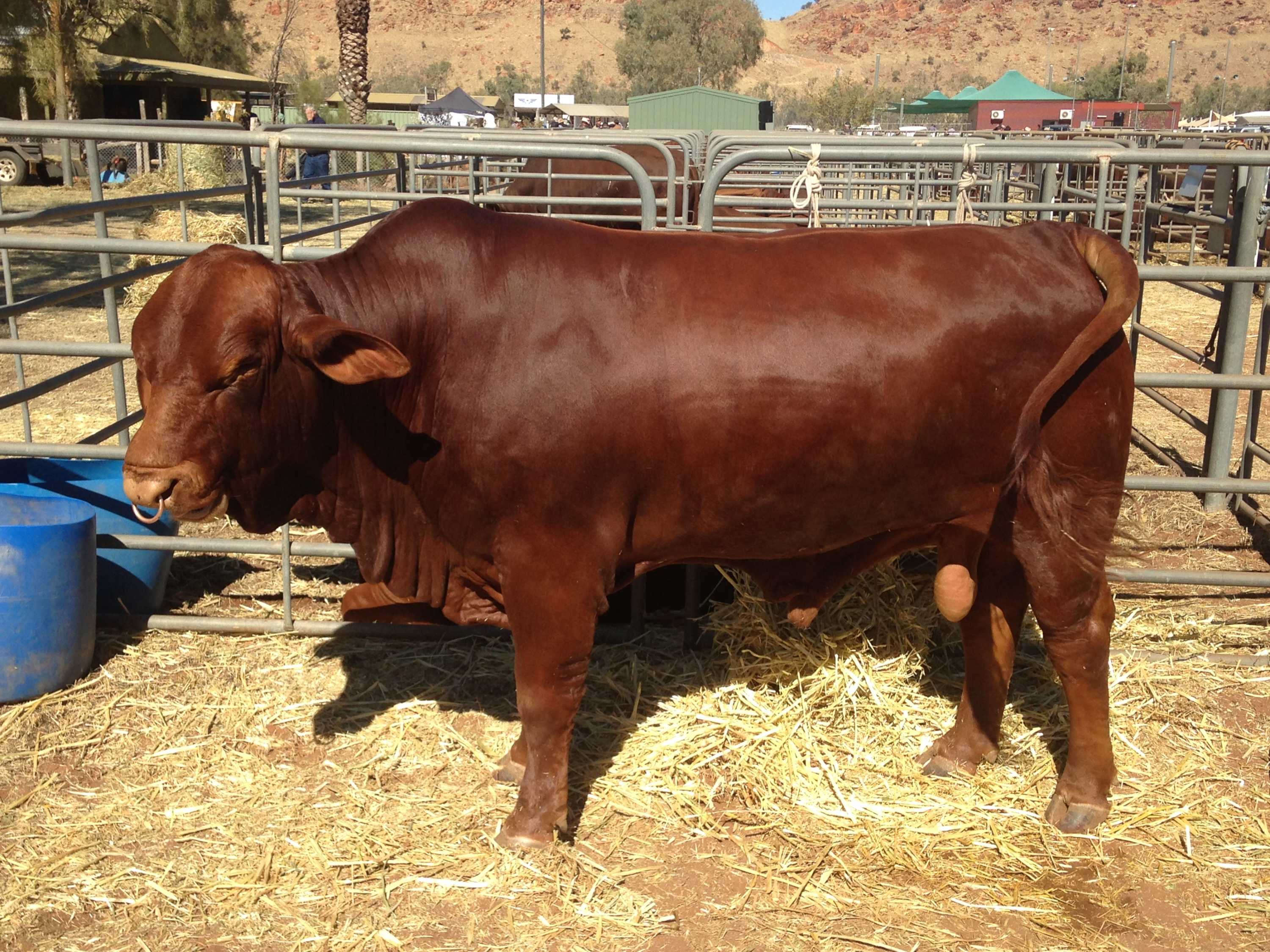 Droughtmaster bull tops the Alice Springs sale - ABC News