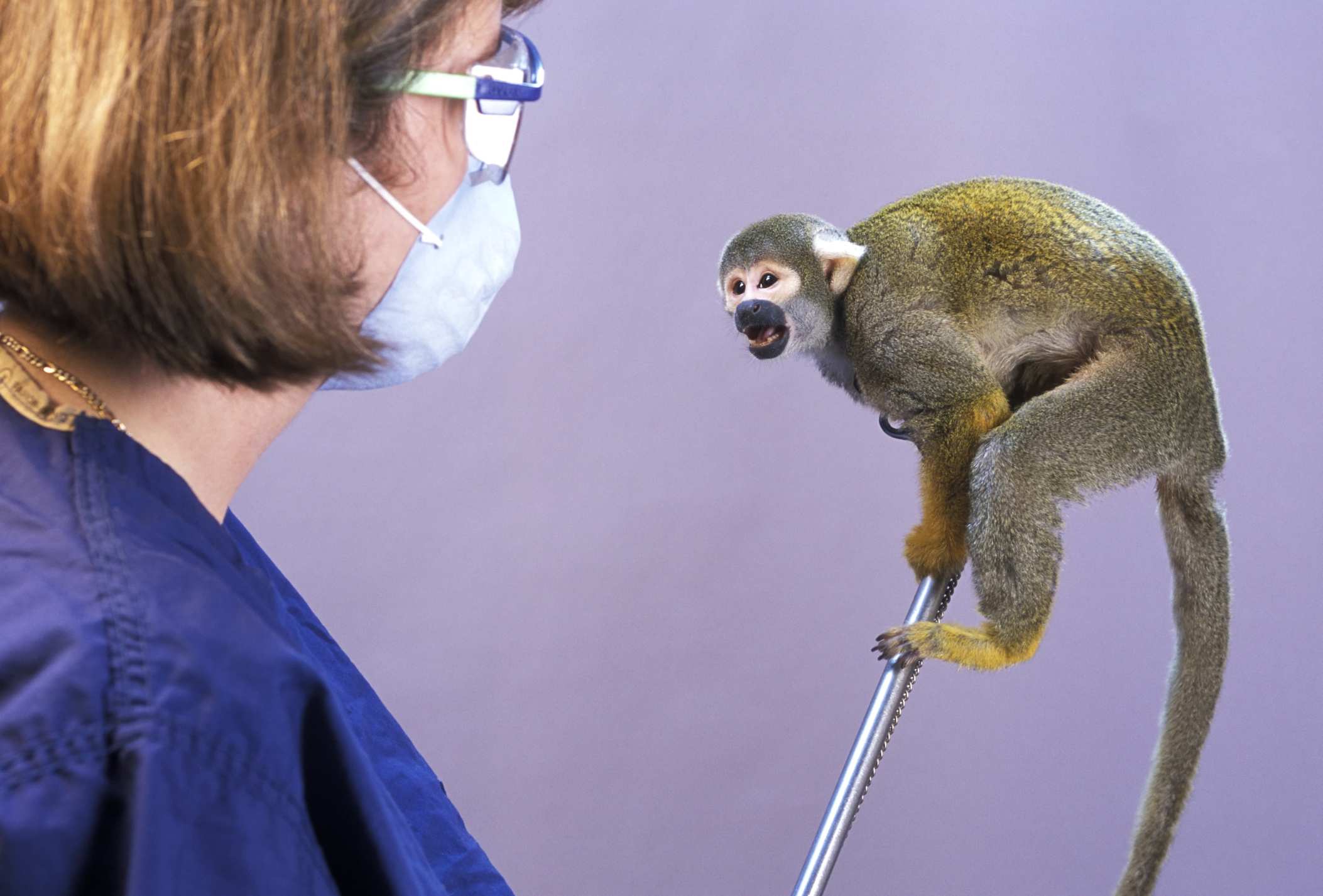 Animal experiments under the microscope - ABC listen