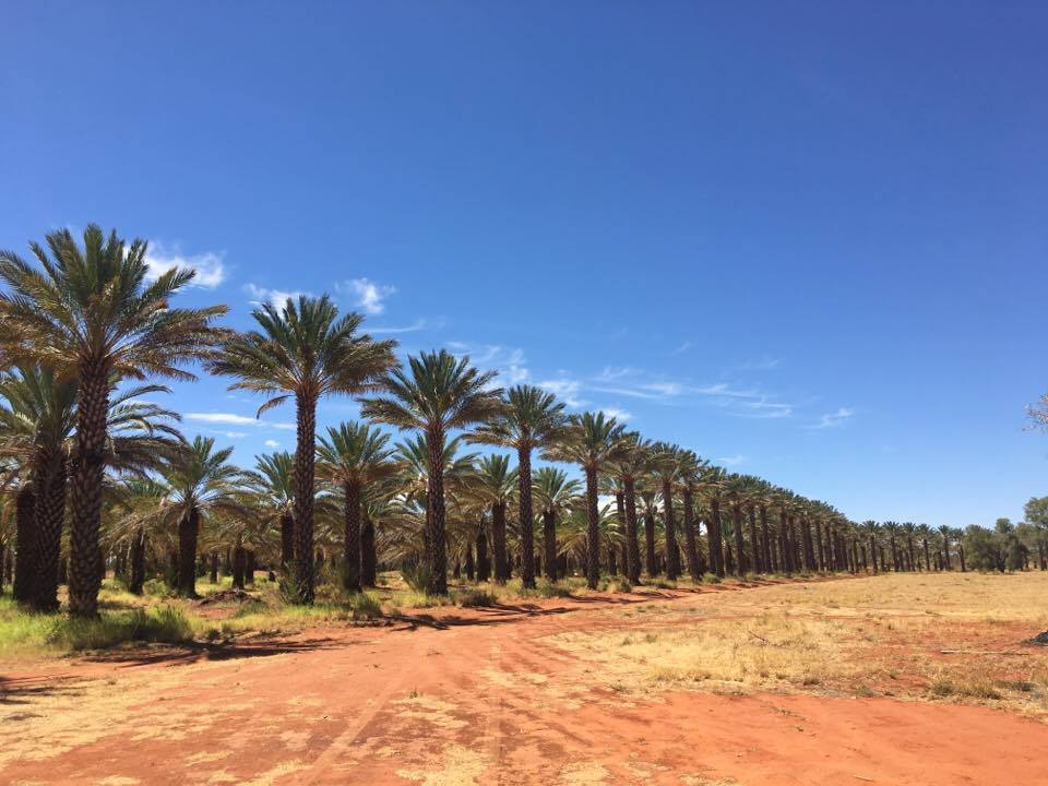 Central Australian date farm exports unique variety to Middle East ...