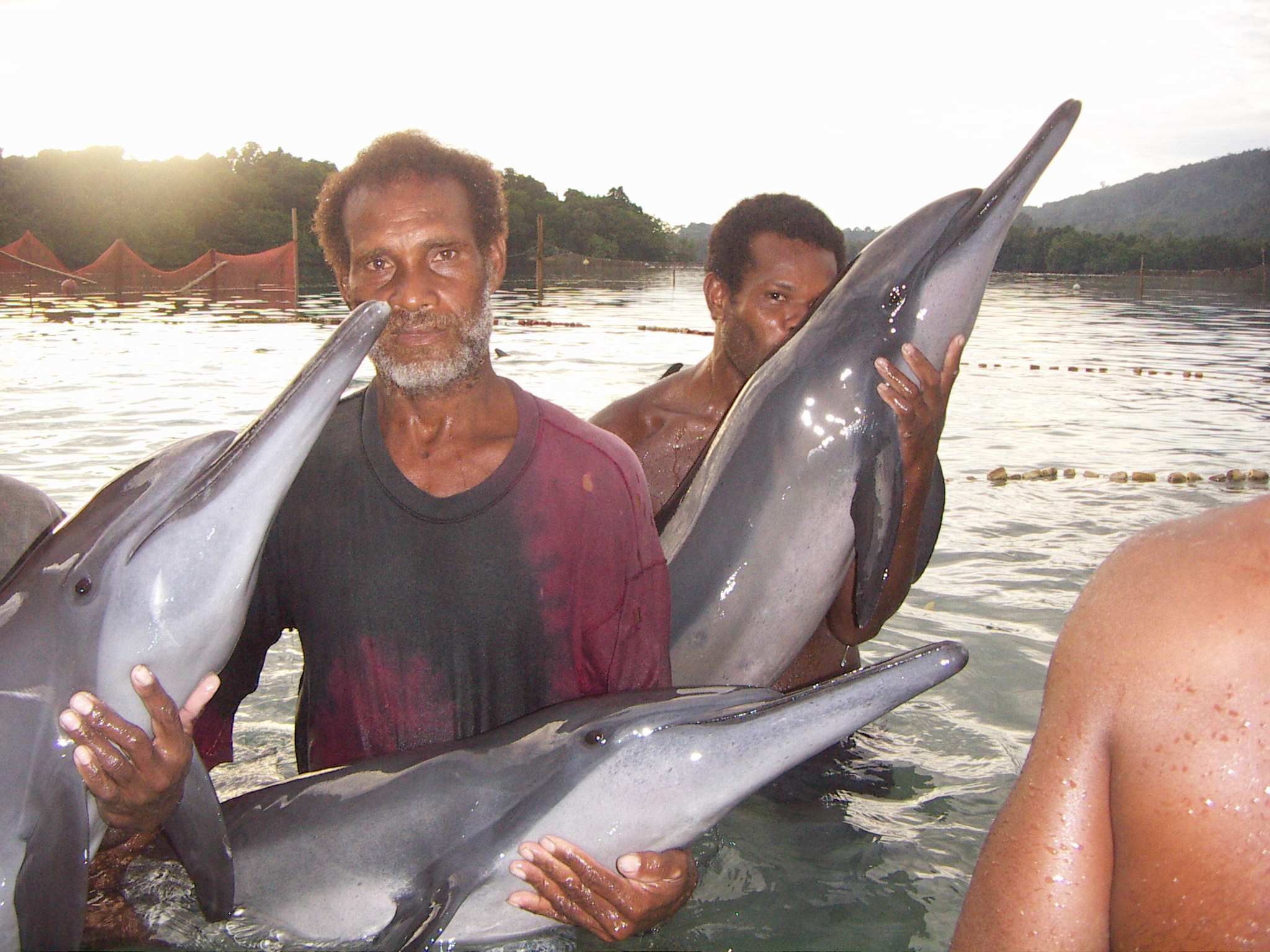 Dolphin hunting in Solomon Islands requires urgent monitoring, research ...