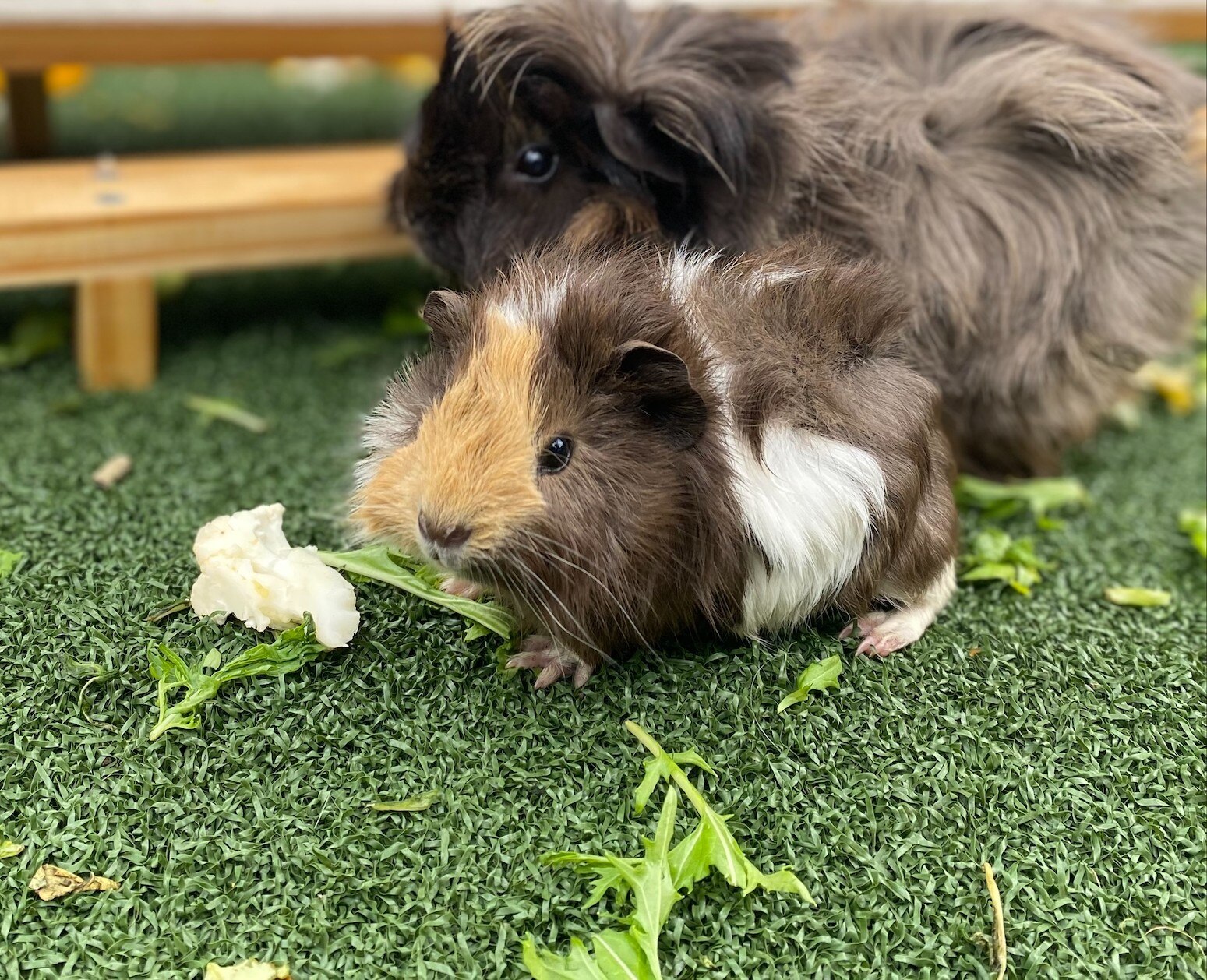 Tasmania's 'tiny town' for guinea pigs a TikTok sensation - ABC News