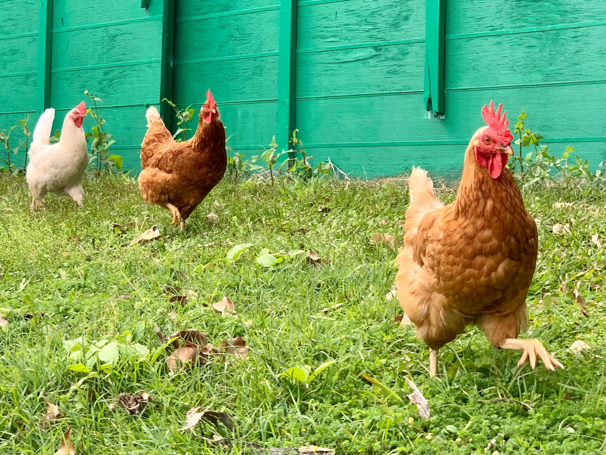 Runaway chickens make 'unexpected' new home at Gold Coast tip - ABC News