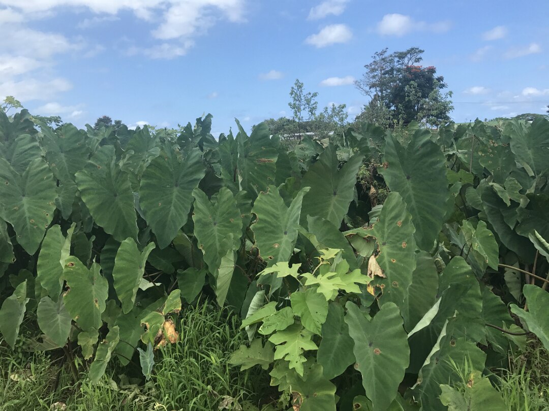 Fijian women's businesses get expertise boost from Australian ...