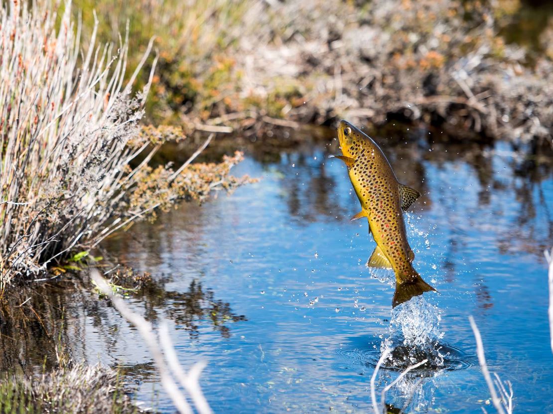 Trout, King fish and Salmon, what to catch and where this long weekend ...