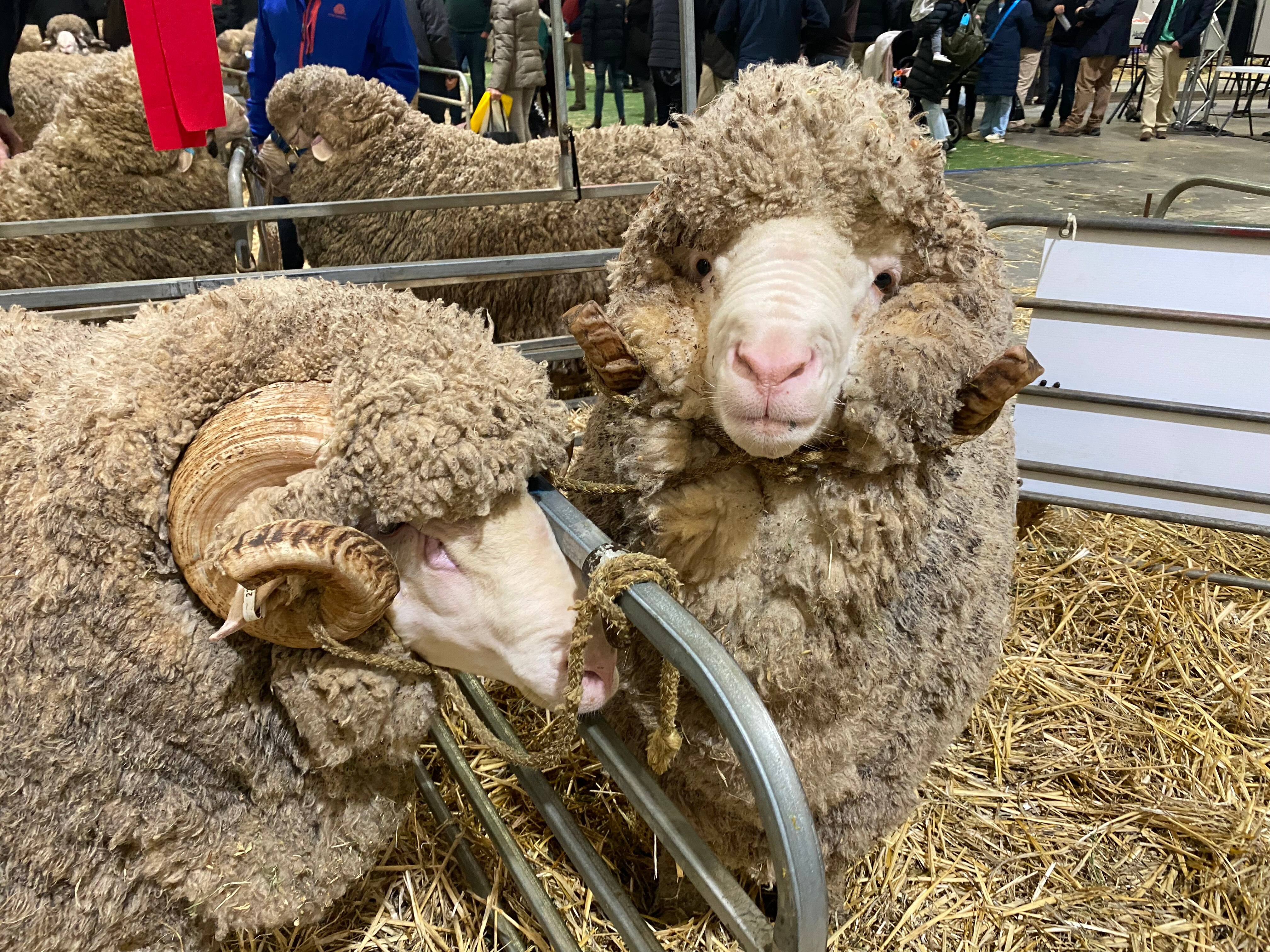 'Scared' sheep farmers warn of wool, meat price rises if foot-and-mouth ...
